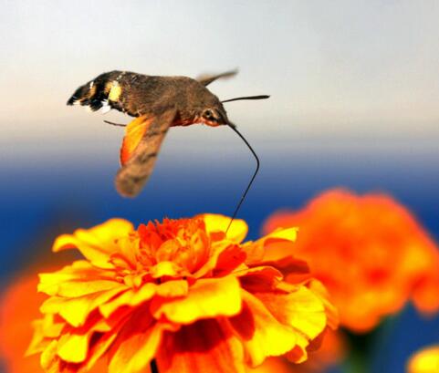 The hummingbird-like moth : Hummingbird Hawk-moth | Care Birds