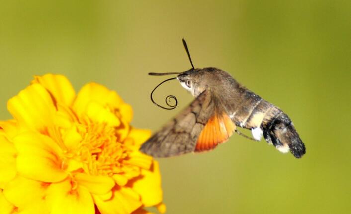 The hummingbird-like moth : Hummingbird Hawk-moth | Care Birds