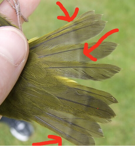 About stress bars that are found on birds’ feathers | Care Birds