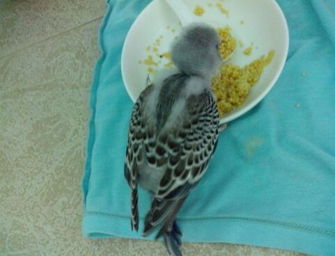 How to feed a baby parrot | Care Birds